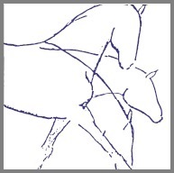 Startseite - Pferdepraxis Walter - Ferdinand Walter